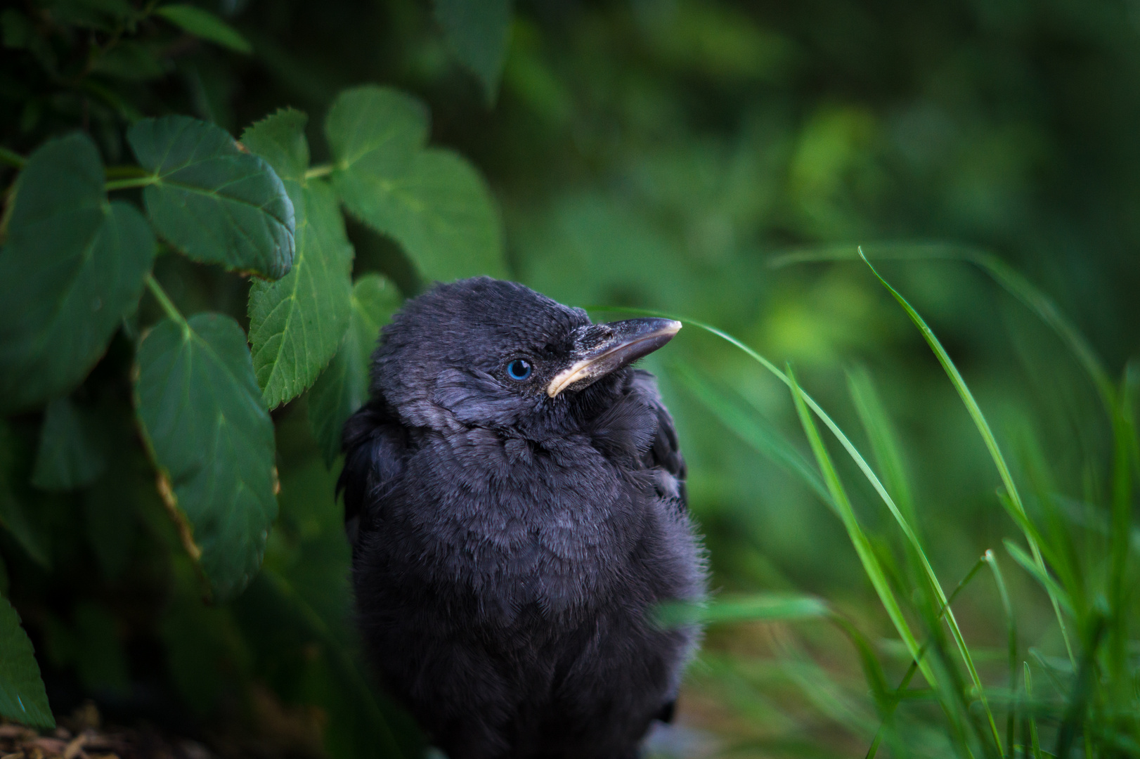 Puschi die Katze Foto & Bild | tiere, outdoor, katze Bilder auf ...