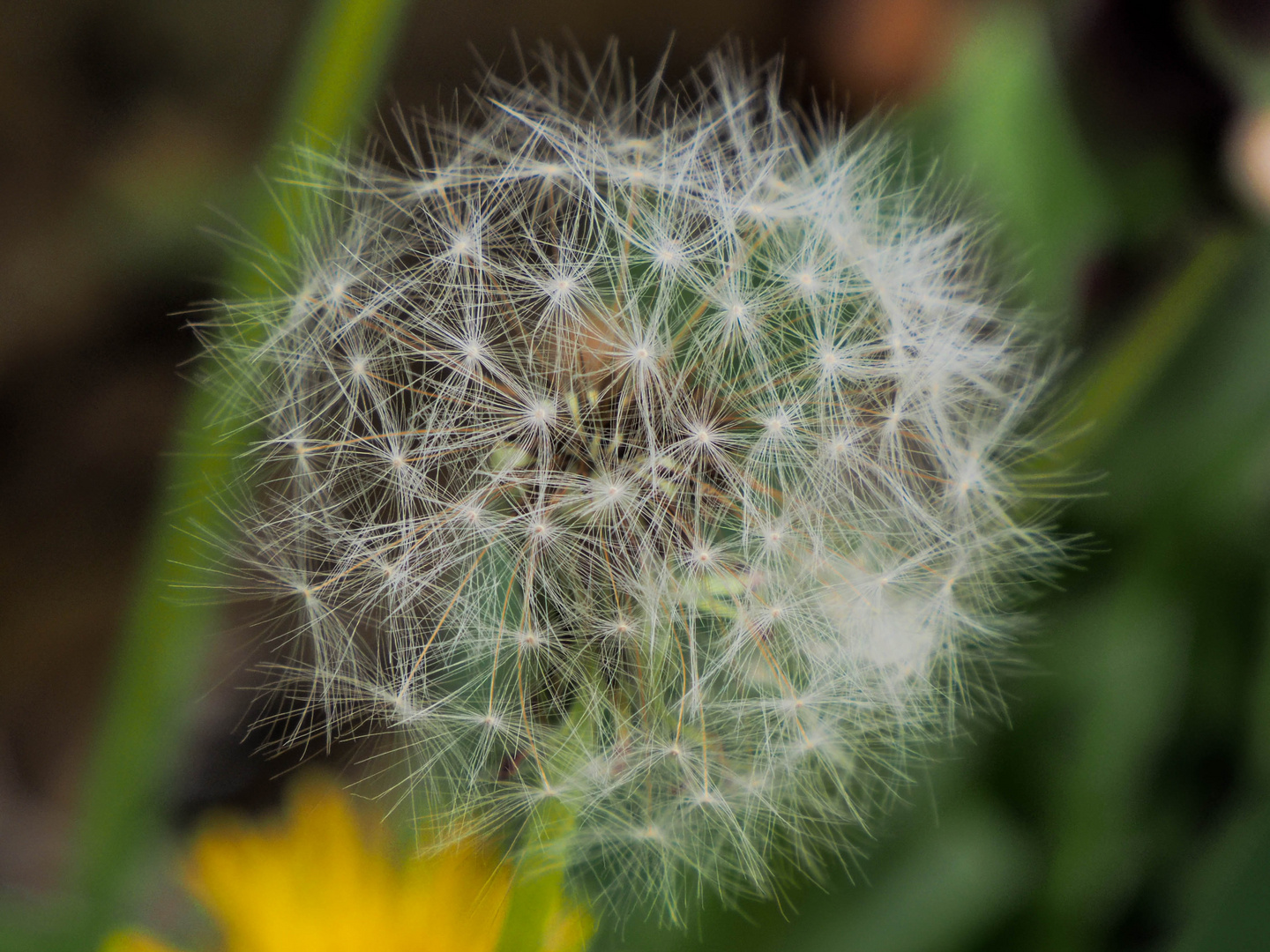 Puste 1 Foto & Bild | pflanzen, pilze & flechten, blüten ...