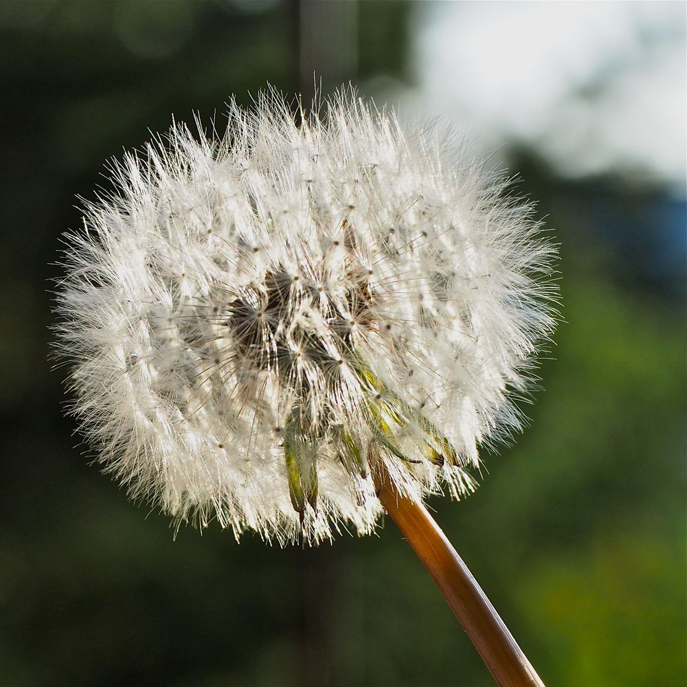 Puste... Foto & Bild | natur Bilder auf fotocommunity