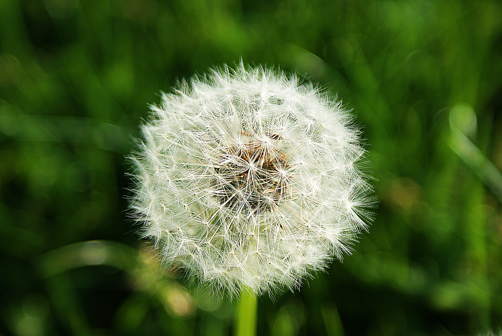 puste blume Foto & Bild | pflanzen, pilze & flechten, blüten ...