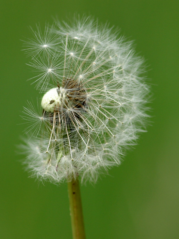 Puste ... Foto & Bild | pflanzen, pilze & flechten, blüten ...