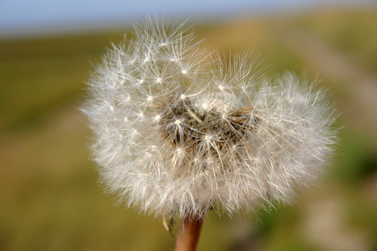 Puste mal Foto & Bild | sonstiges, natur Bilder auf fotocommunity