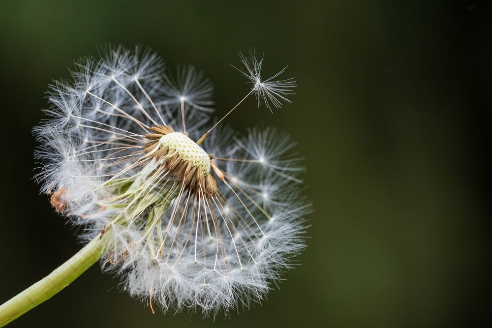 Puste mal Foto & Bild | frühling, natur, macro Bilder auf fotocommunity