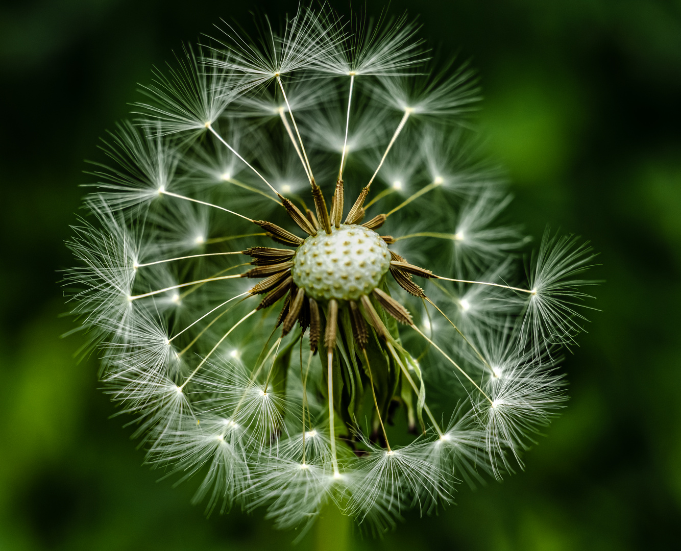 Pusteblume Foto & Bild | makro, natur, macro Bilder auf fotocommunity