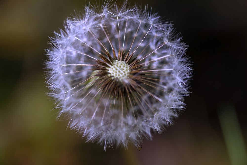 Pusteblume Foto & Bild | natur Bilder auf fotocommunity