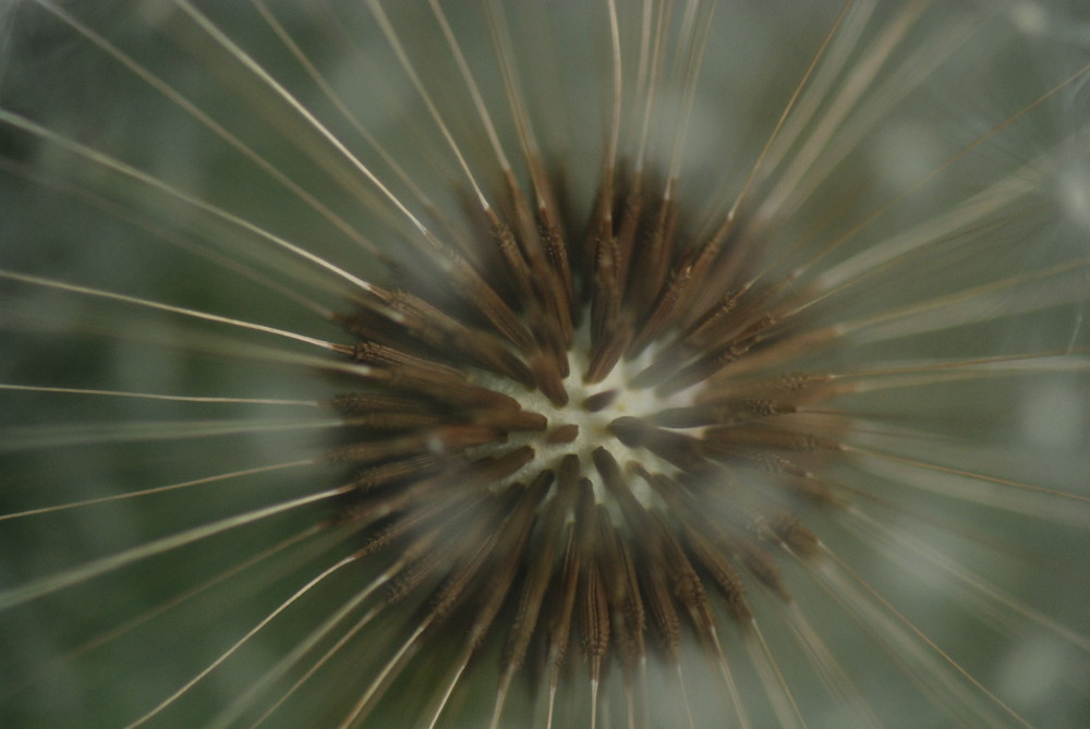 pusteblume Foto & Bild | archiv projekte naturchannel, naturprojekte ...