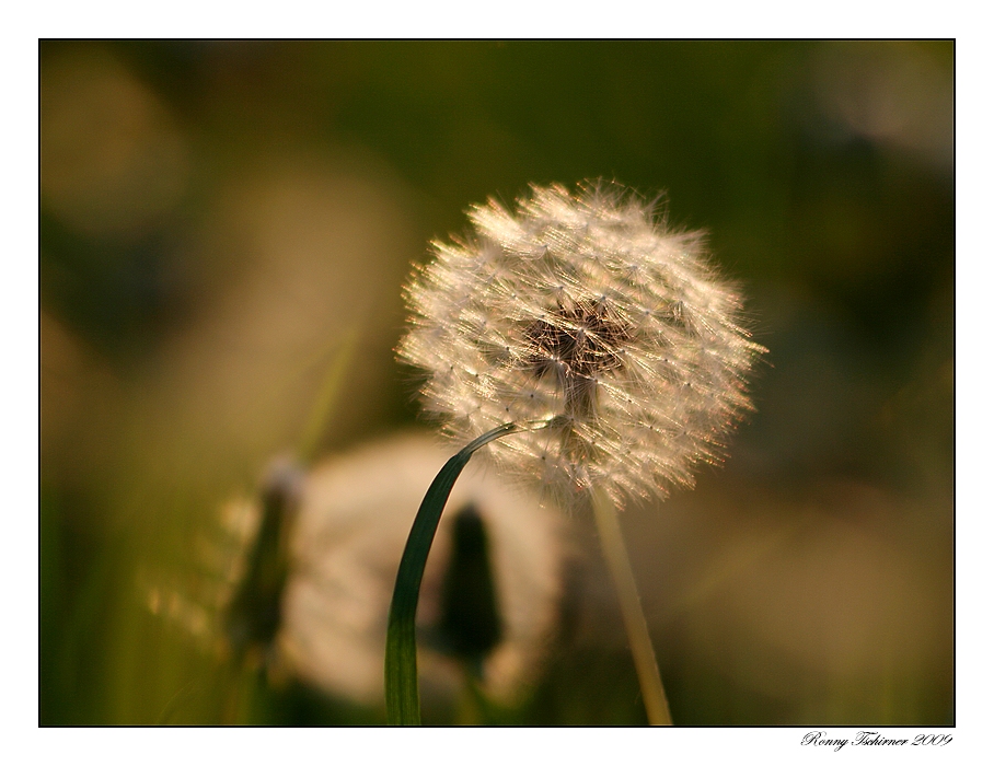 Pusteblume Foto & Bild | pflanzen, pilze & flechten, blüten ...
