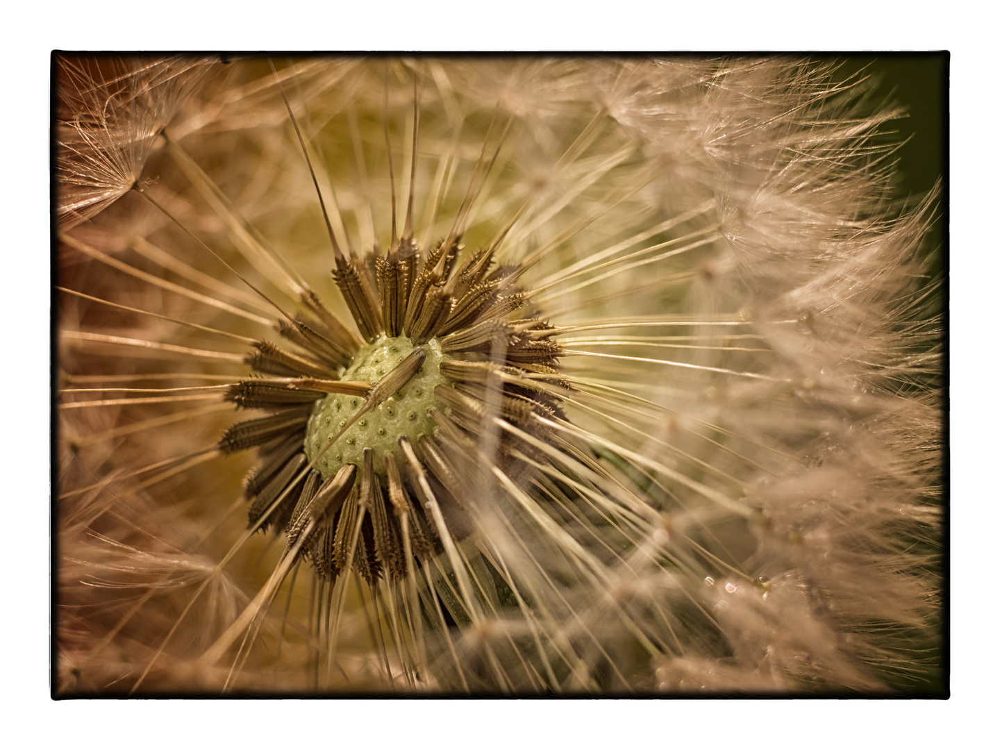 Pusteblume Foto & Bild | makro, natur, pflanzen Bilder auf fotocommunity