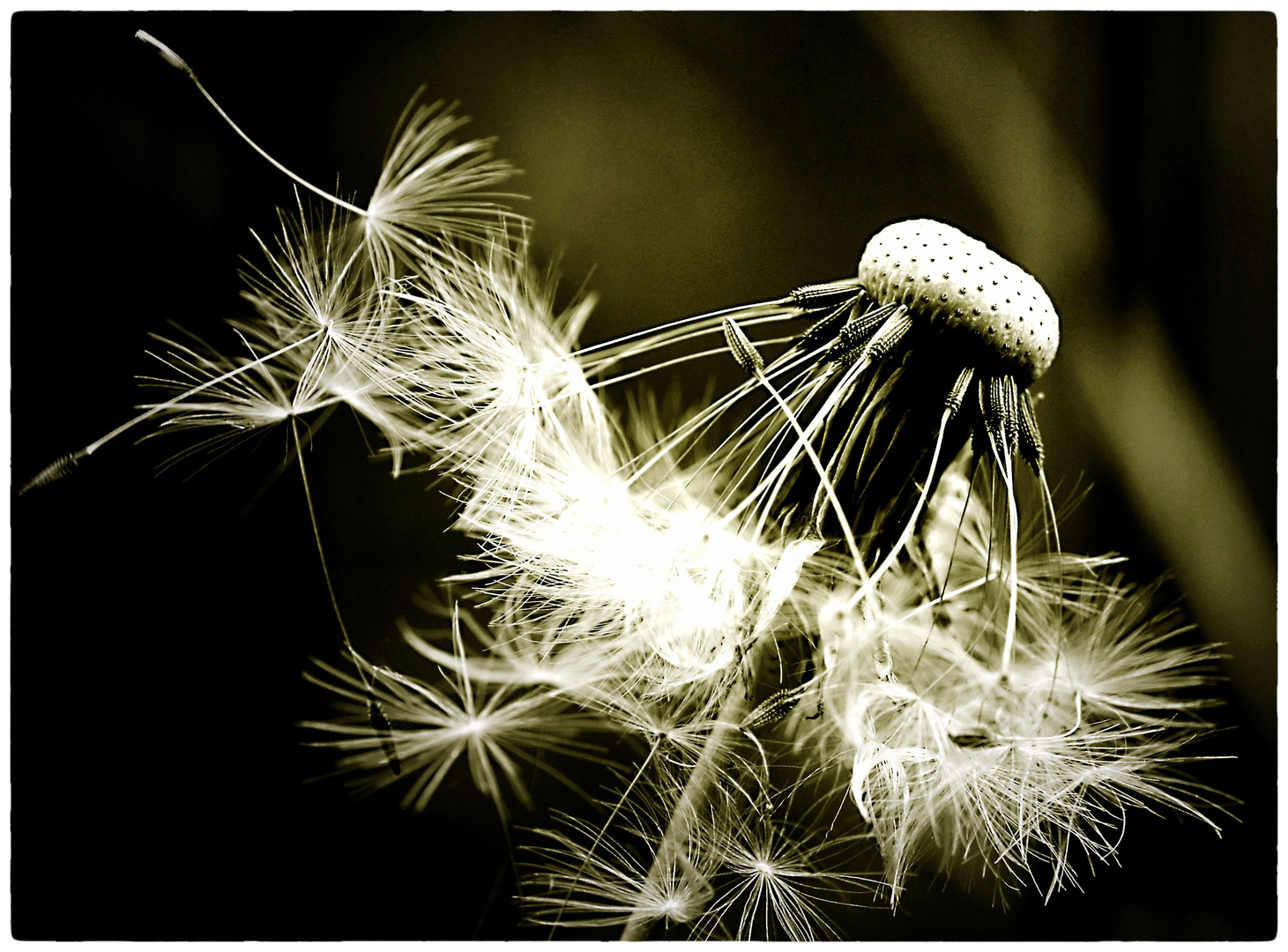 Pusteblume Foto & Bild | natur, pflanzen, löwenzahn Bilder auf ...