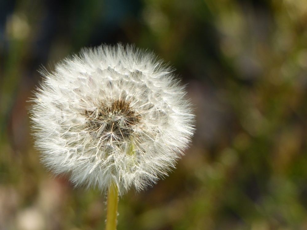 Pusteblume Foto & Bild | pflanzen, pilze & flechten, blüten ...