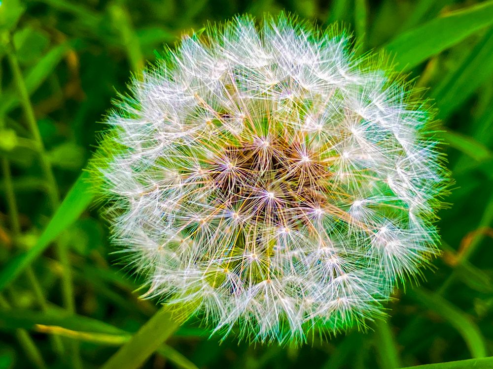 Pusteblume Foto & Bild | deutschland, europe, stillleben Bilder auf ...