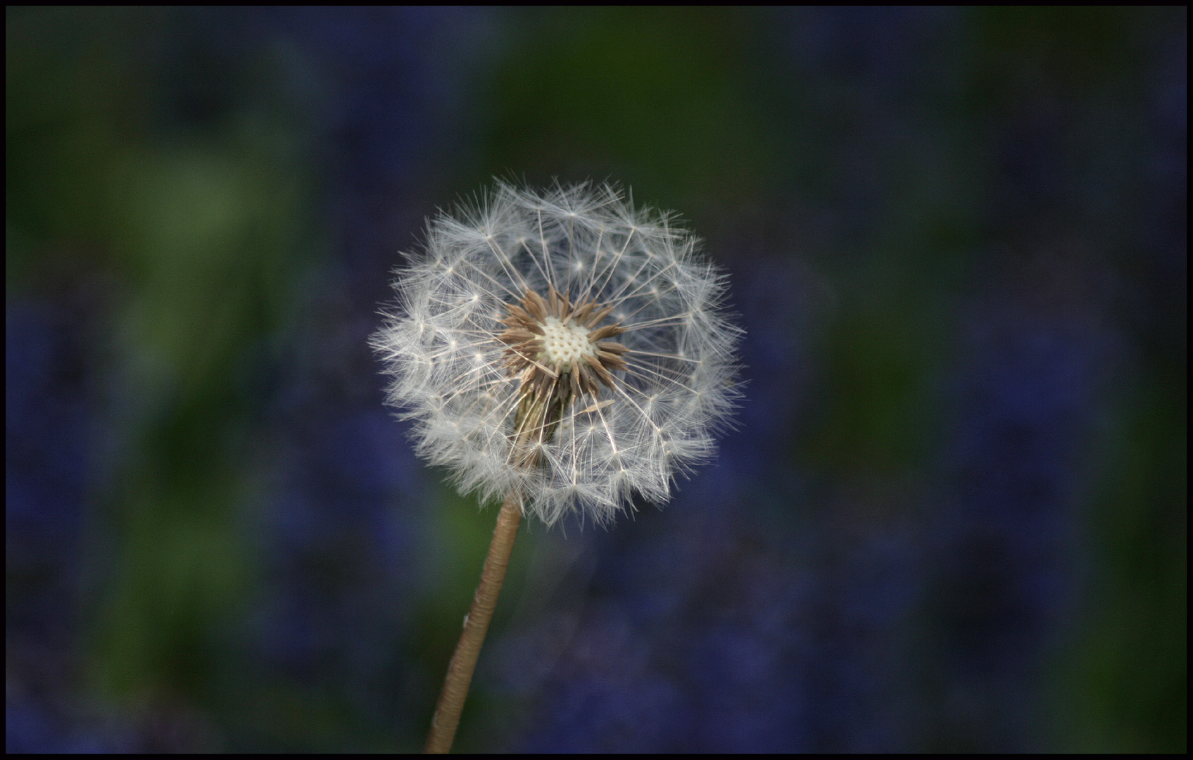 Pusteblume.... Foto & Bild | pflanzen, pilze & flechten, blüten ...