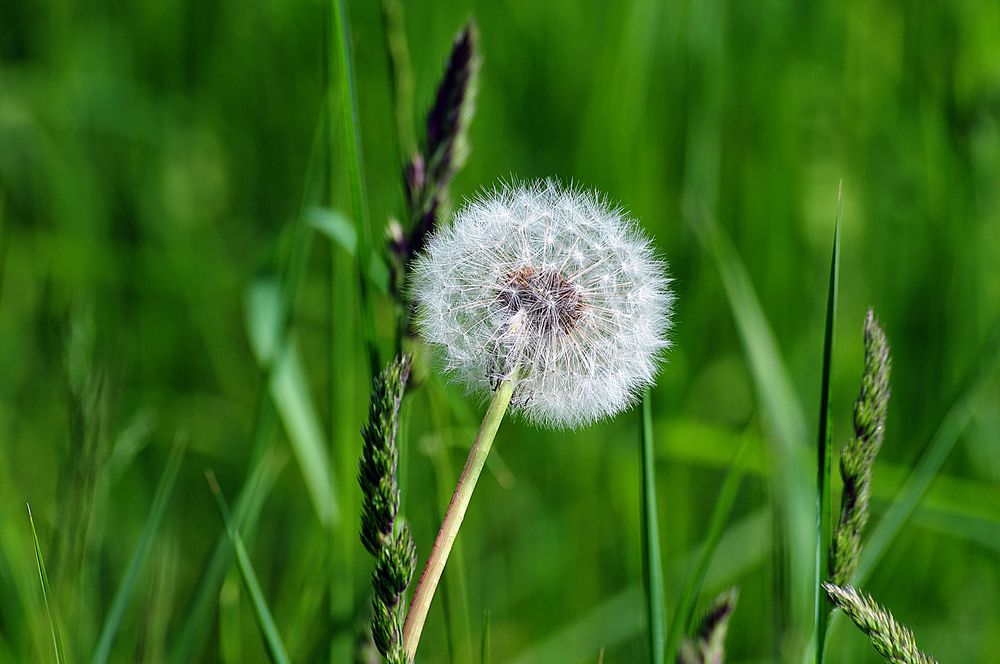 Pusteblume Foto & Bild | natur, pflanzen, blüten Bilder auf fotocommunity