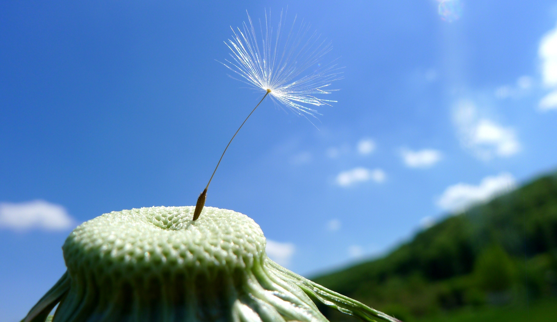 Pusteblume . Foto & Bild | pflanzen, pilze & flechten, blüten ...