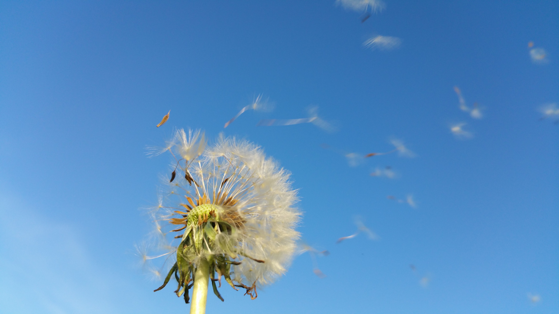 Pusteblume Foto & Bild | natur, pflanzen, löwenzahn Bilder auf ...