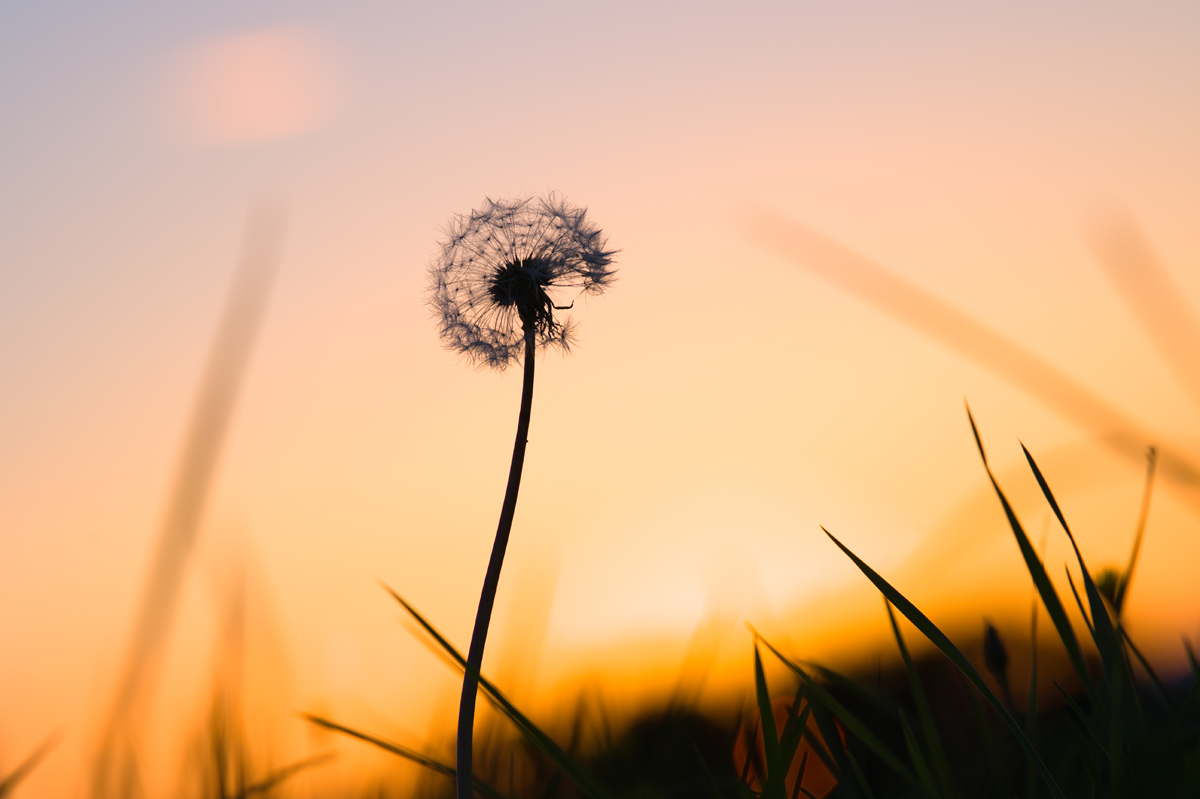 Pusteblume Foto & Bild | jahreszeiten, herbst, nature Bilder auf ...