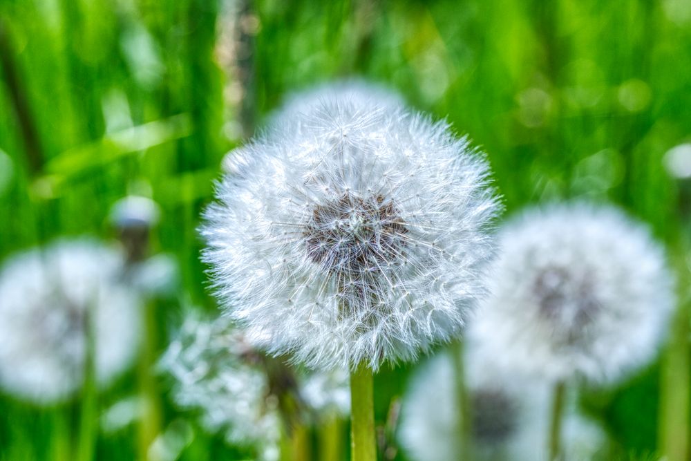 Pusteblume Foto & Bild | pusteblume, natur Bilder auf fotocommunity