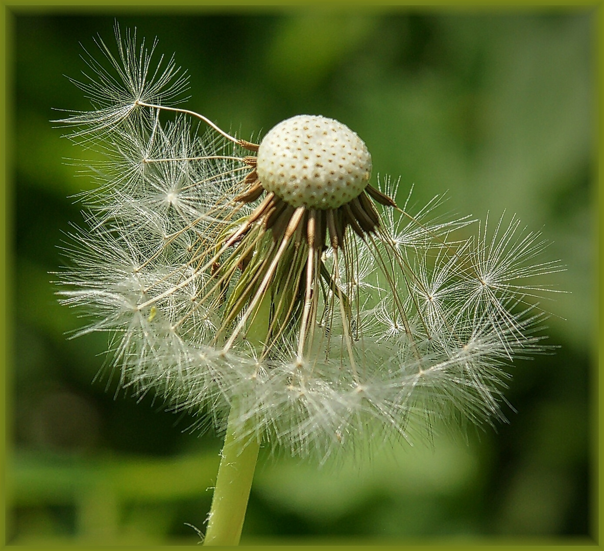 Pusteblume Foto And Bild Pflanzen Pilze And Flechten Landschaft