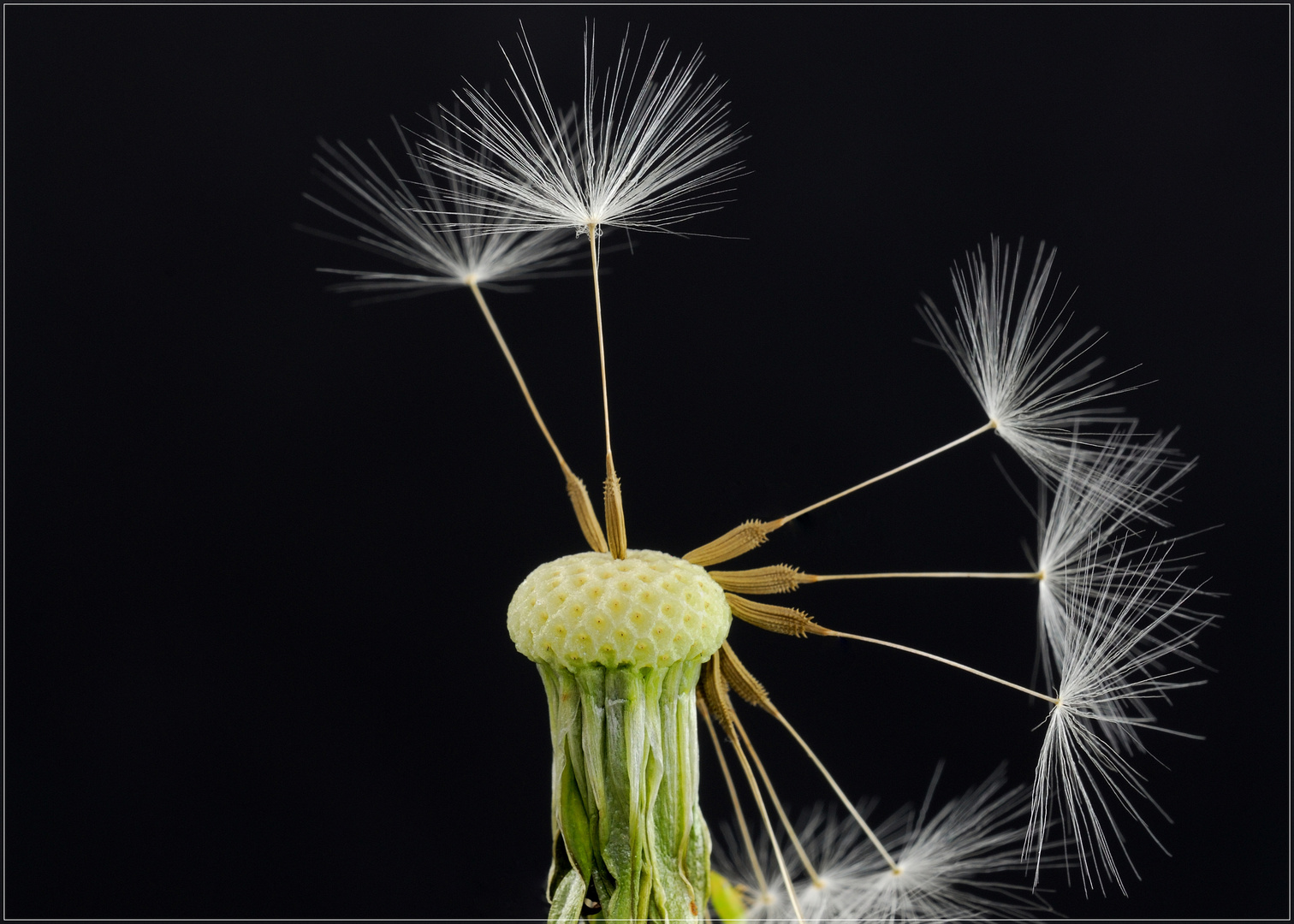 Pusteblume Foto & Bild | pflanzen, pilze & flechten, blüten ...