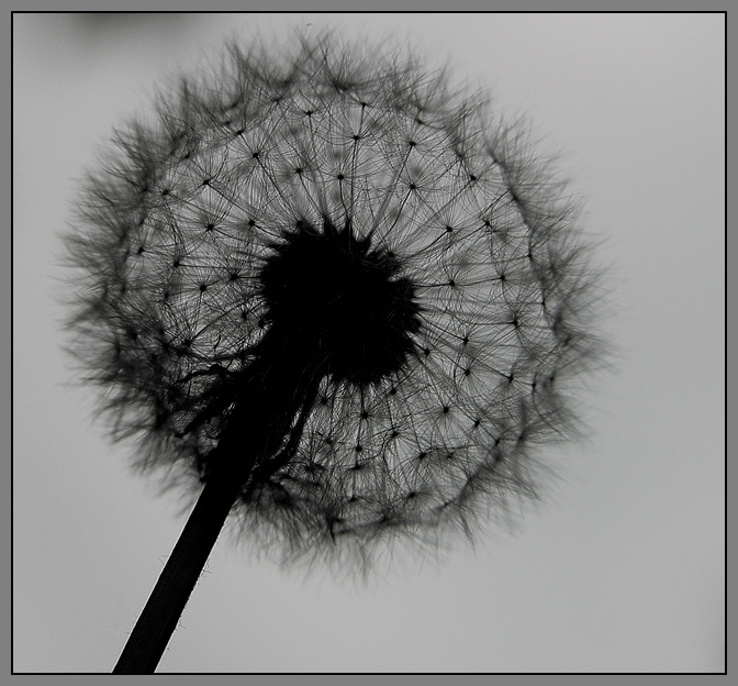 * Pusteblume * Foto & Bild | pflanzen, pilze & flechten, blüten ...