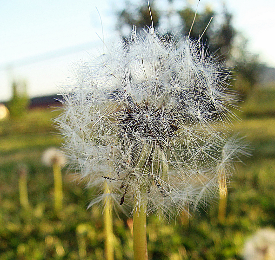 Pusteblume Foto & Bild | sonstiges, natur Bilder auf fotocommunity