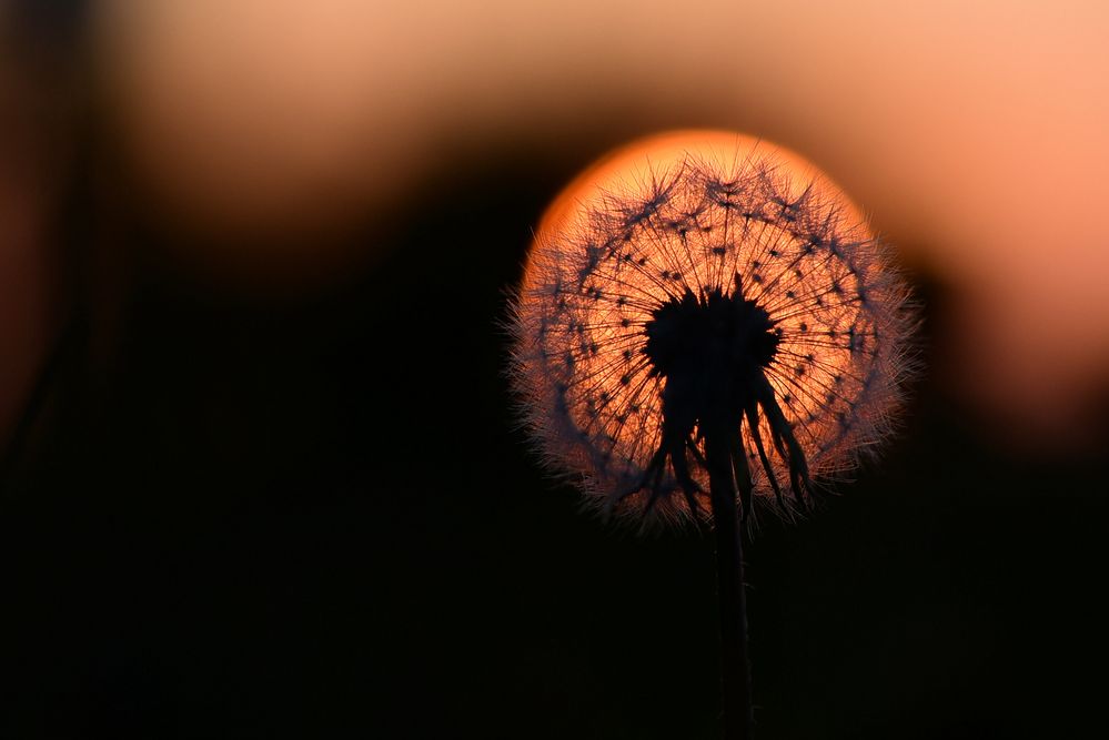 Pusteblume Foto & Bild | pflanzen, pilze & flechten, blüten ...