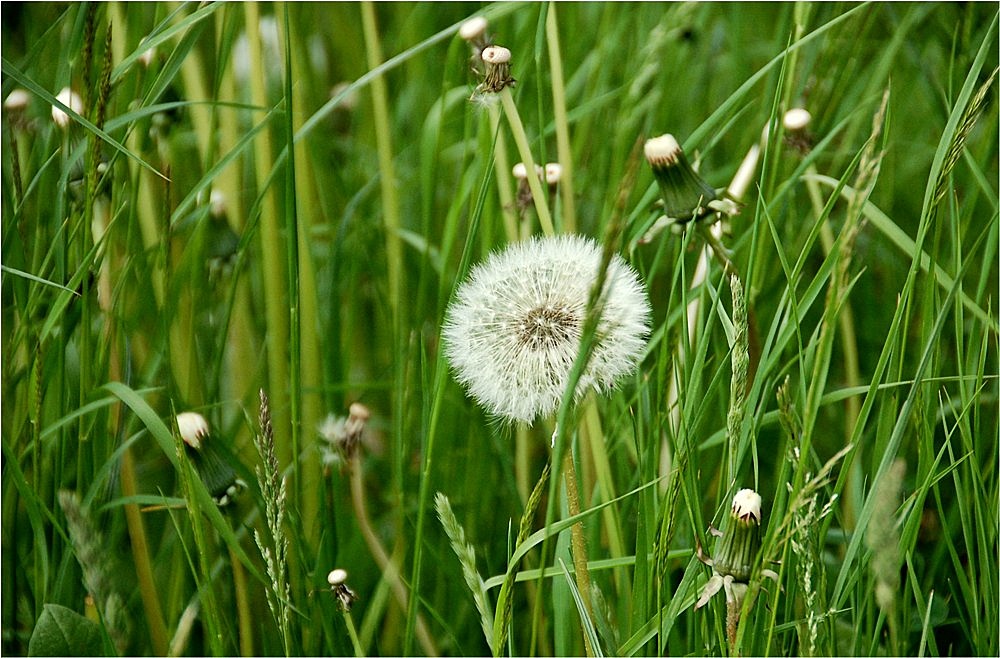 Pusteblume Foto & Bild | wiese, natur, löwenzahn Bilder auf fotocommunity