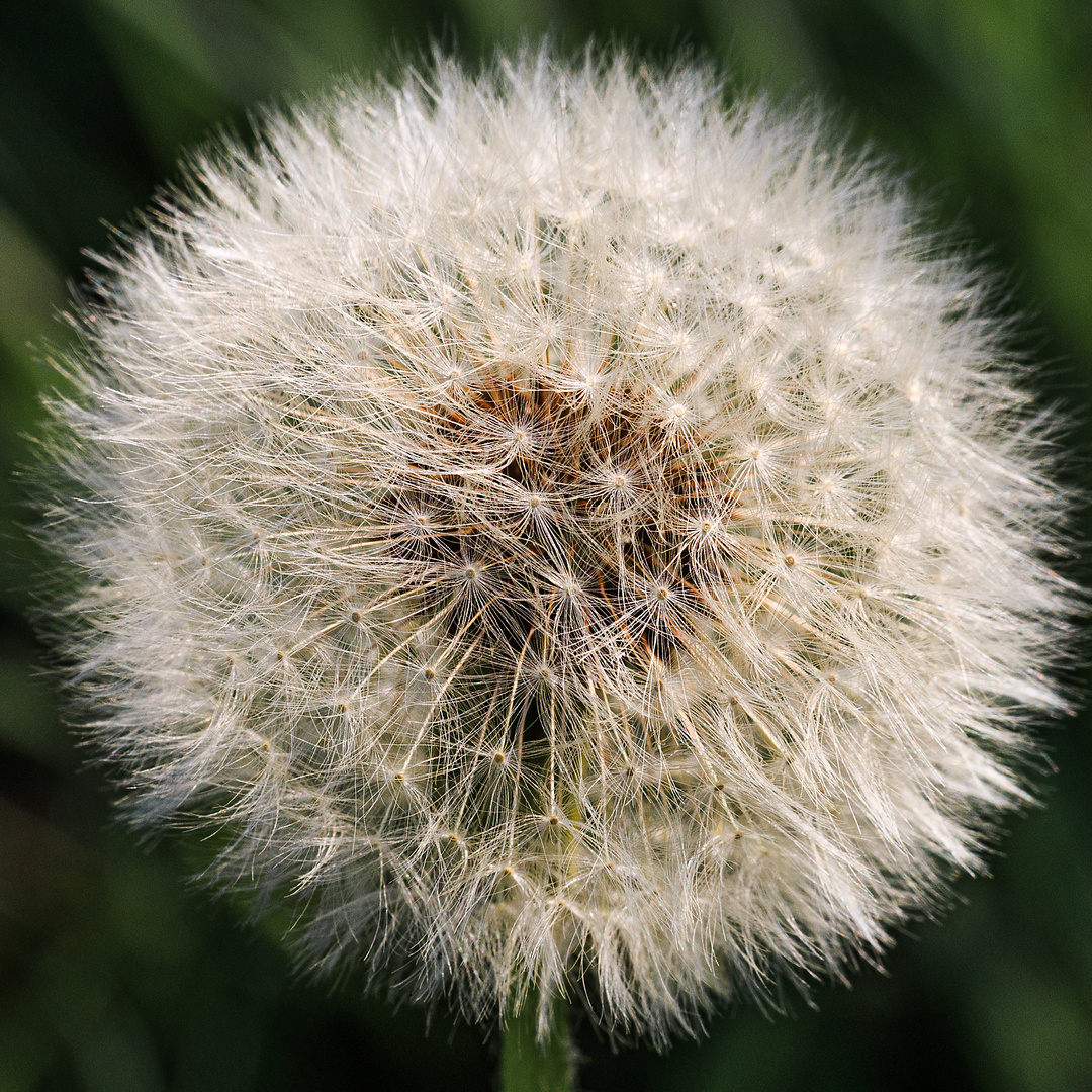 Pusteblume Foto & Bild | makro, natur, blumen Bilder auf fotocommunity