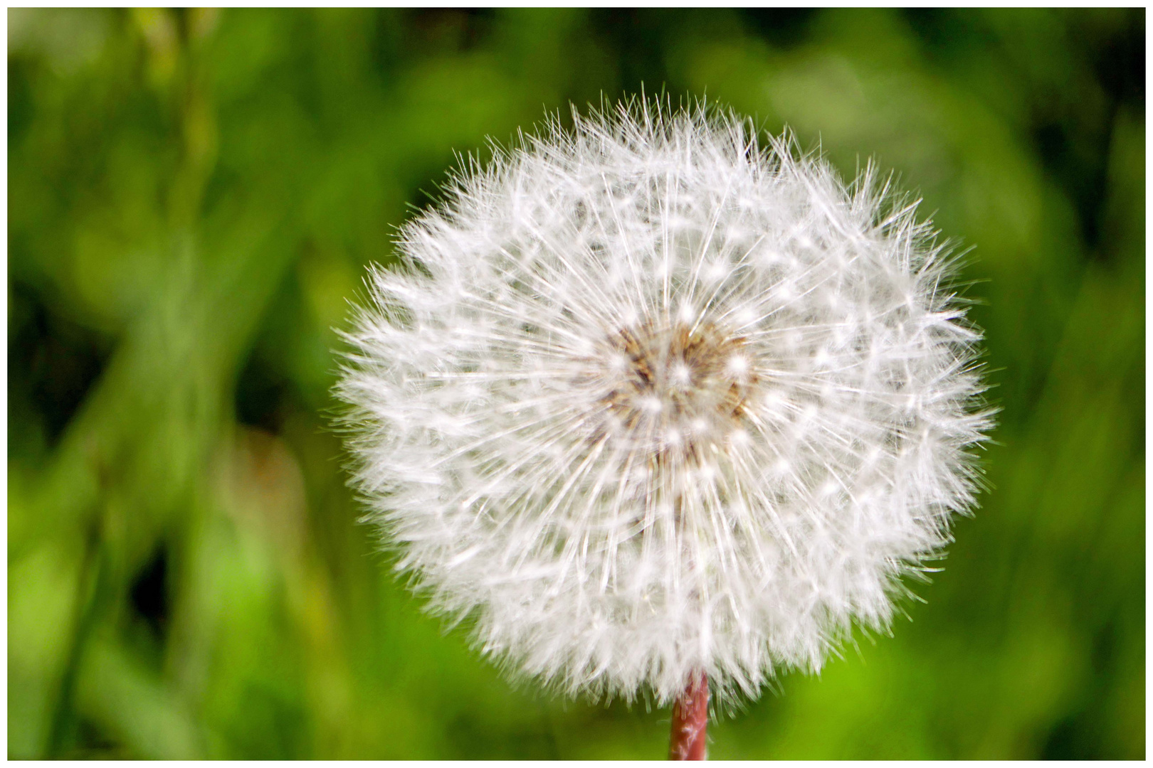 Pusteblume Foto & Bild | fotos, natur, landschaft Bilder auf fotocommunity