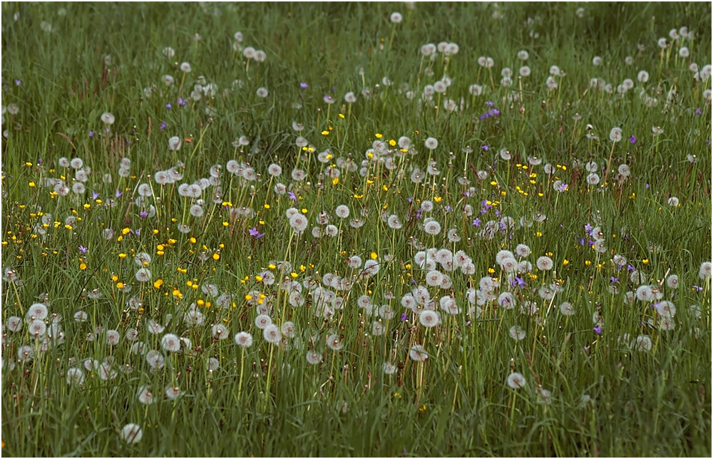 Pusteblume Foto & Bild | landschaft, Äcker, felder & wiesen, natur ...