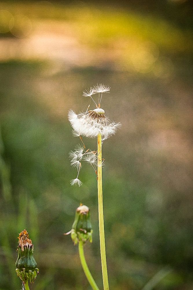 Pusteblume Foto & Bild | natur, pflanzen, blüten Bilder auf fotocommunity