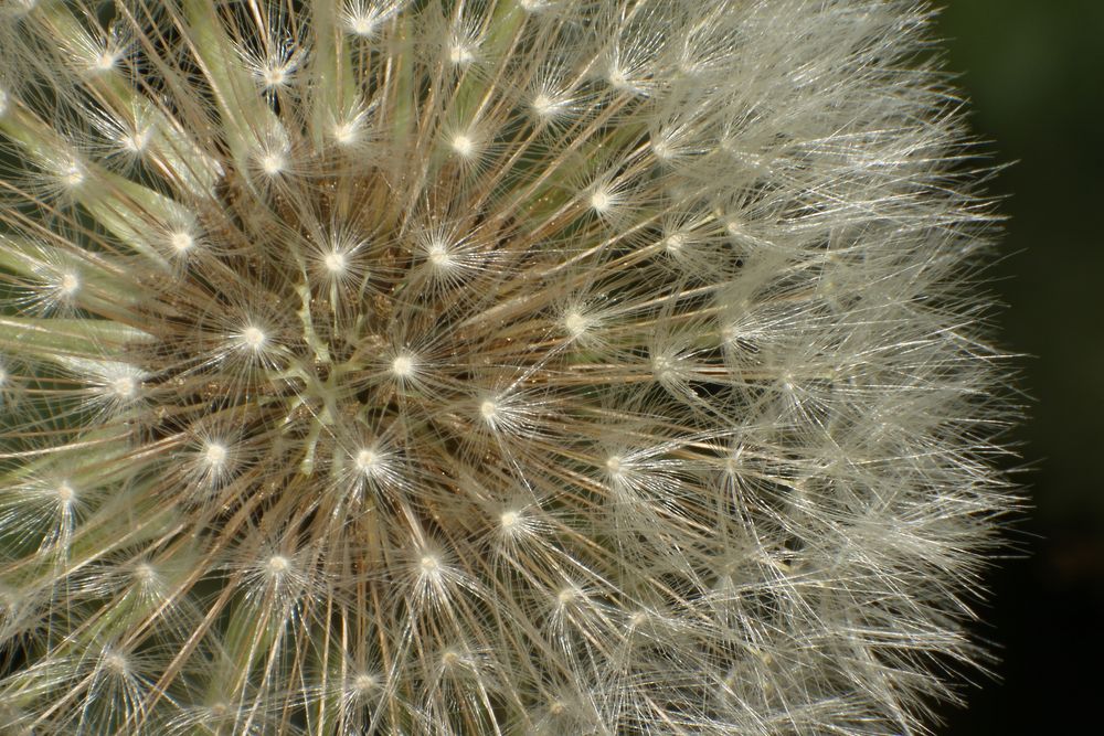 Pusteblume Foto & Bild | pflanzen, pilze & flechten, blüten ...