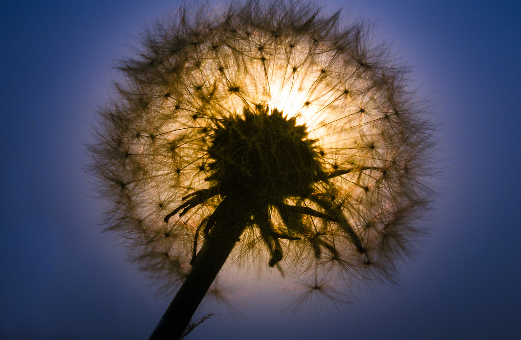 Pusteblume Foto & Bild | landschaft, Äcker, felder & wiesen, natur ...