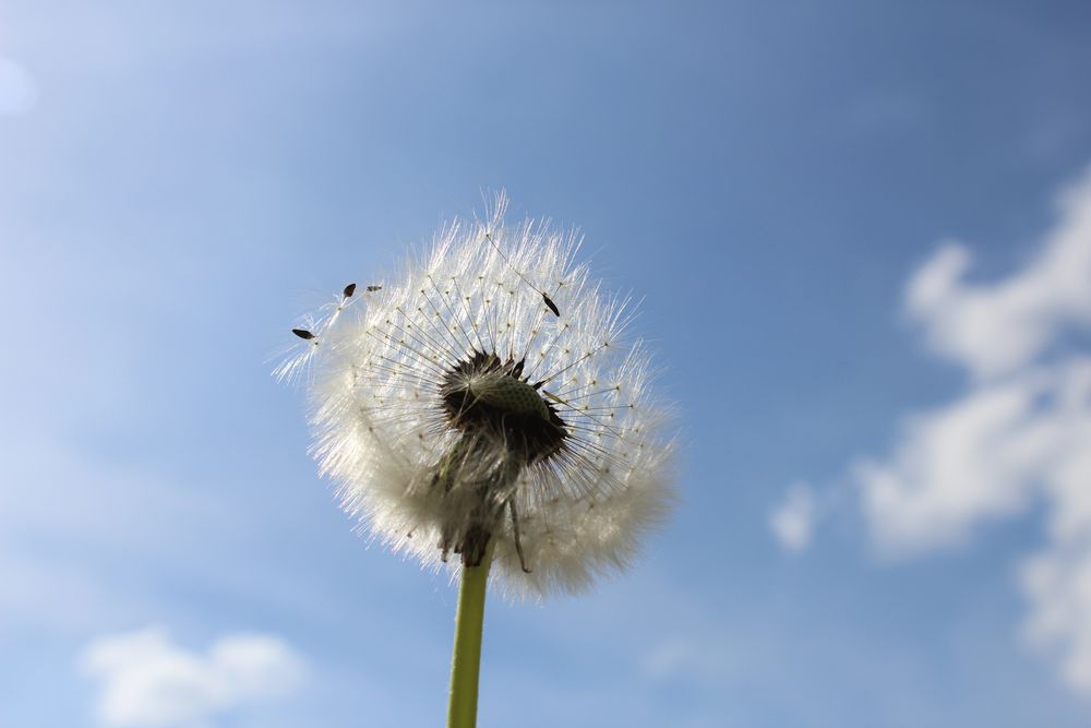 Pusteblume Foto & Bild | blumen, pflanzen, natur Bilder auf fotocommunity