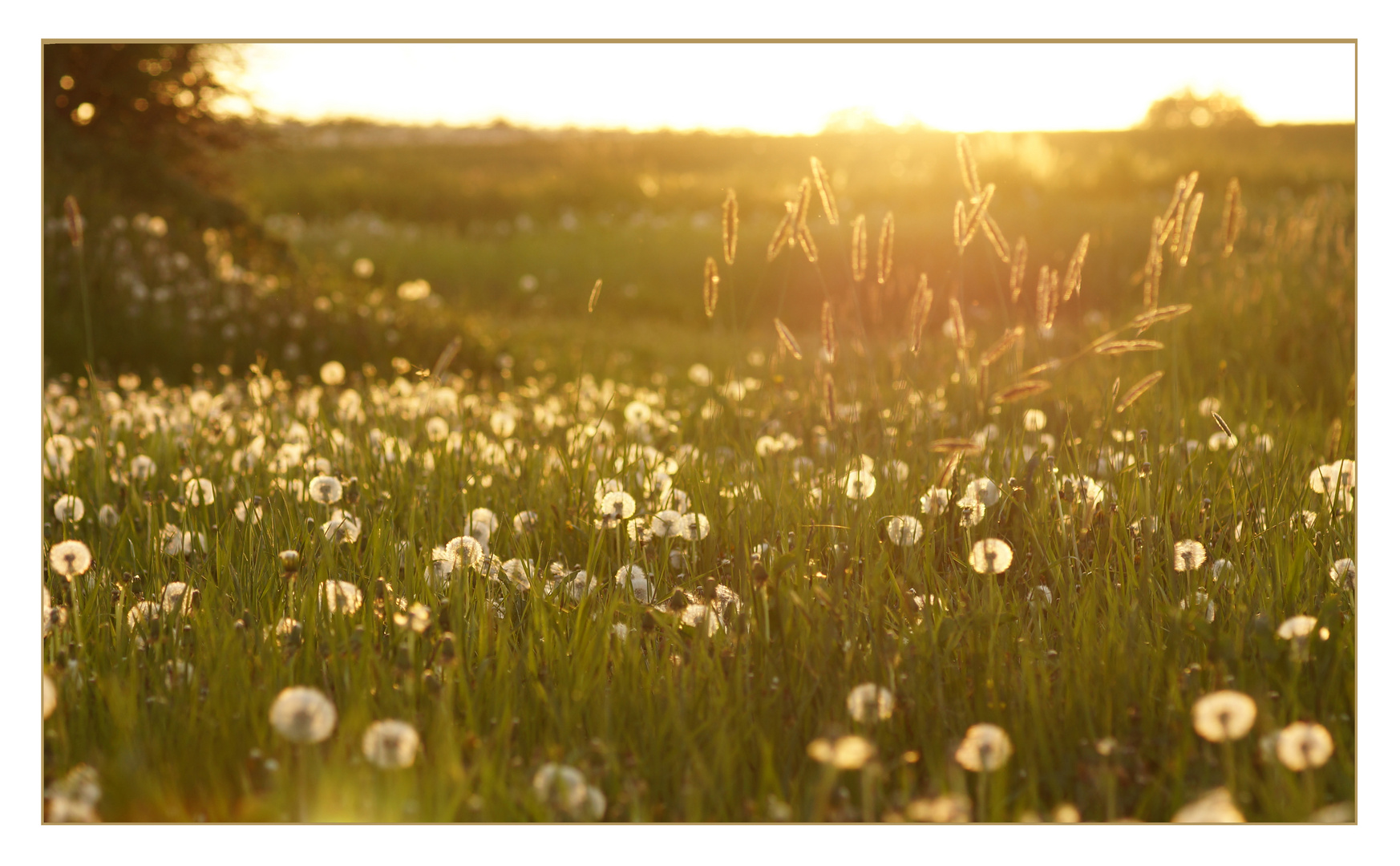 Pusteblume Foto & Bild | pflanzen, pilze & flechten, blüten ...