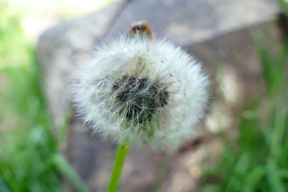 Pusteblume Foto & Bild | fotos, spezial, youth Bilder auf fotocommunity