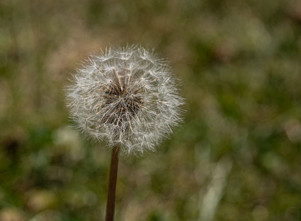 Pusteblume Foto & Bild | pflanzen, pilze & flechten, gräser, blumen ...