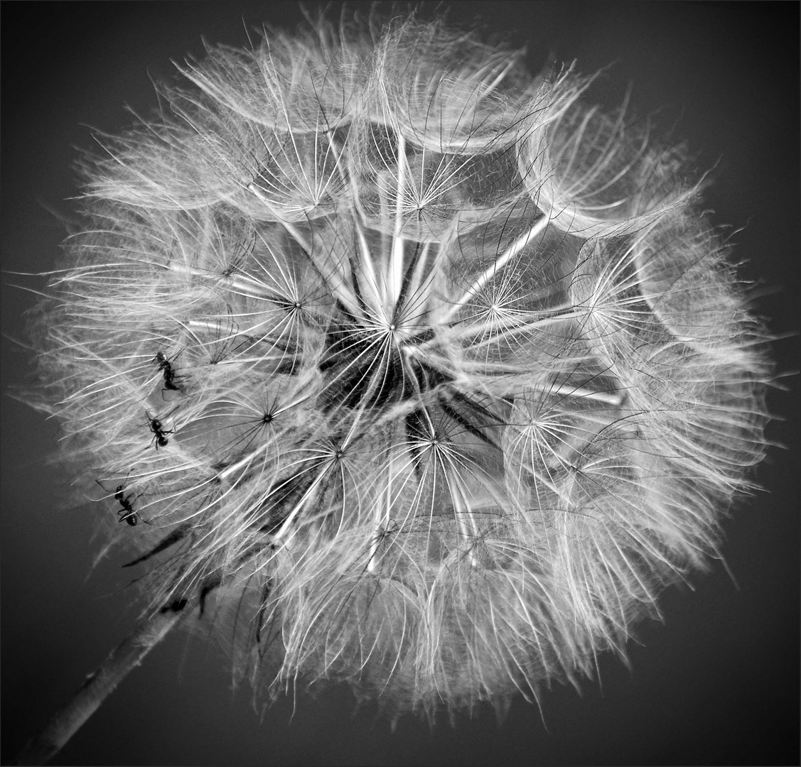 Pusteblume Foto & Bild | pflanzen, pilze & flechten, blüten ...