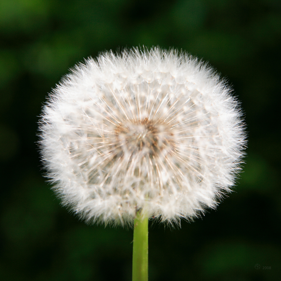 Pusteblume Foto & Bild | pflanzen, pilze & flechten, früchte und beeren ...