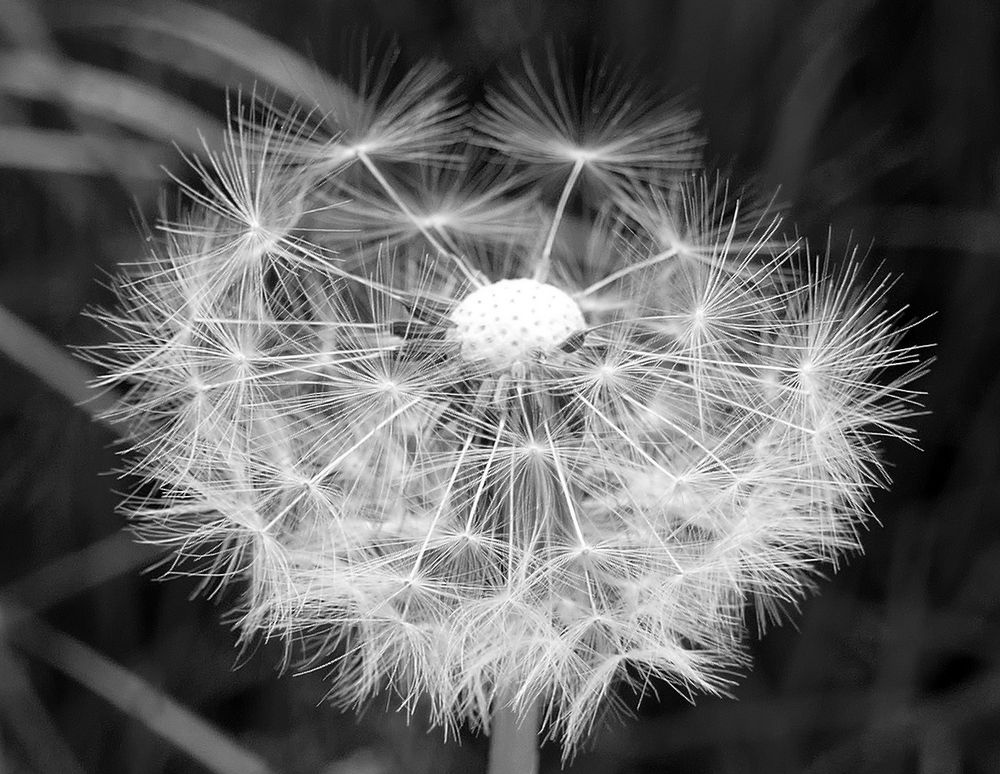 Pusteblume Foto And Bild Pflanzen Pilze And Flechten Blüten