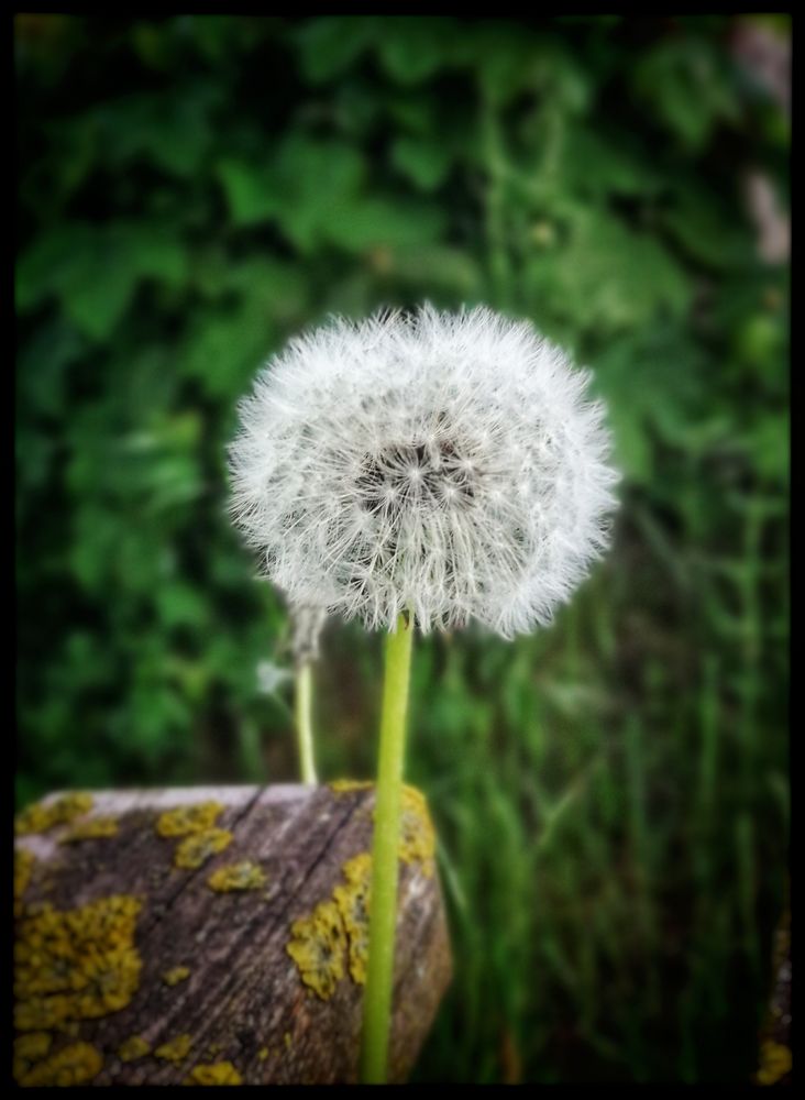 Pusteblume Foto & Bild | jahreszeiten, frühling, natur Bilder auf ...