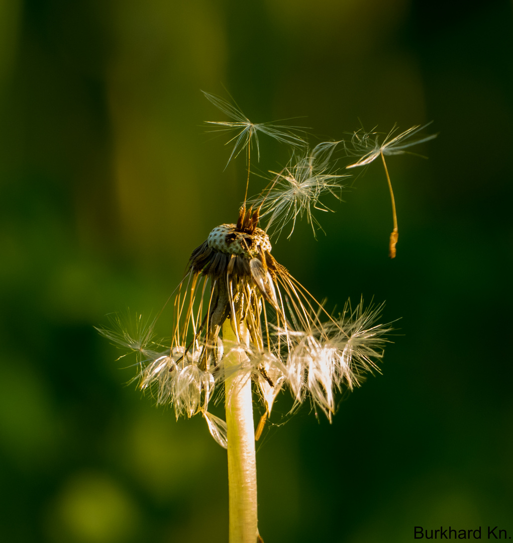 Pusteblume........... Foto & Bild | pflanzen, pilze & flechten, blüten ...