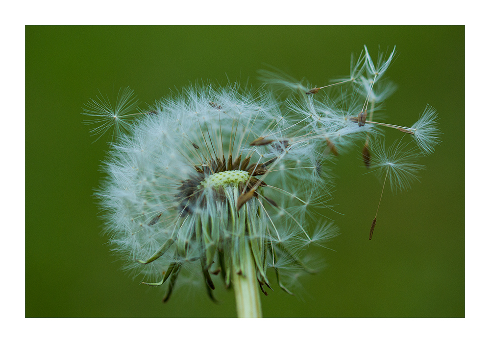 -Pusteblume- Foto & Bild | pusteblume, loewenzahn, natur Bilder auf ...