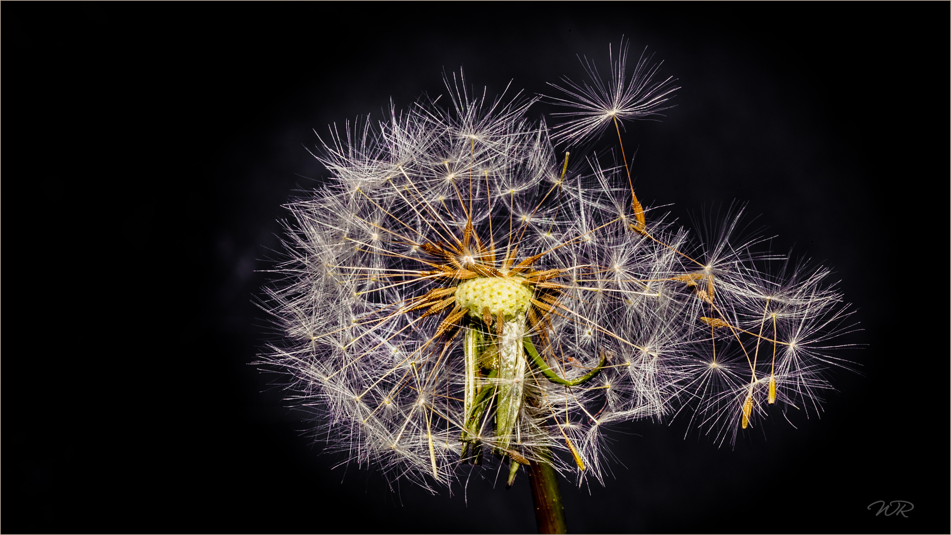 Pusteblume Foto & Bild | frühling, löwenzahn, pusteblume Bilder auf ...