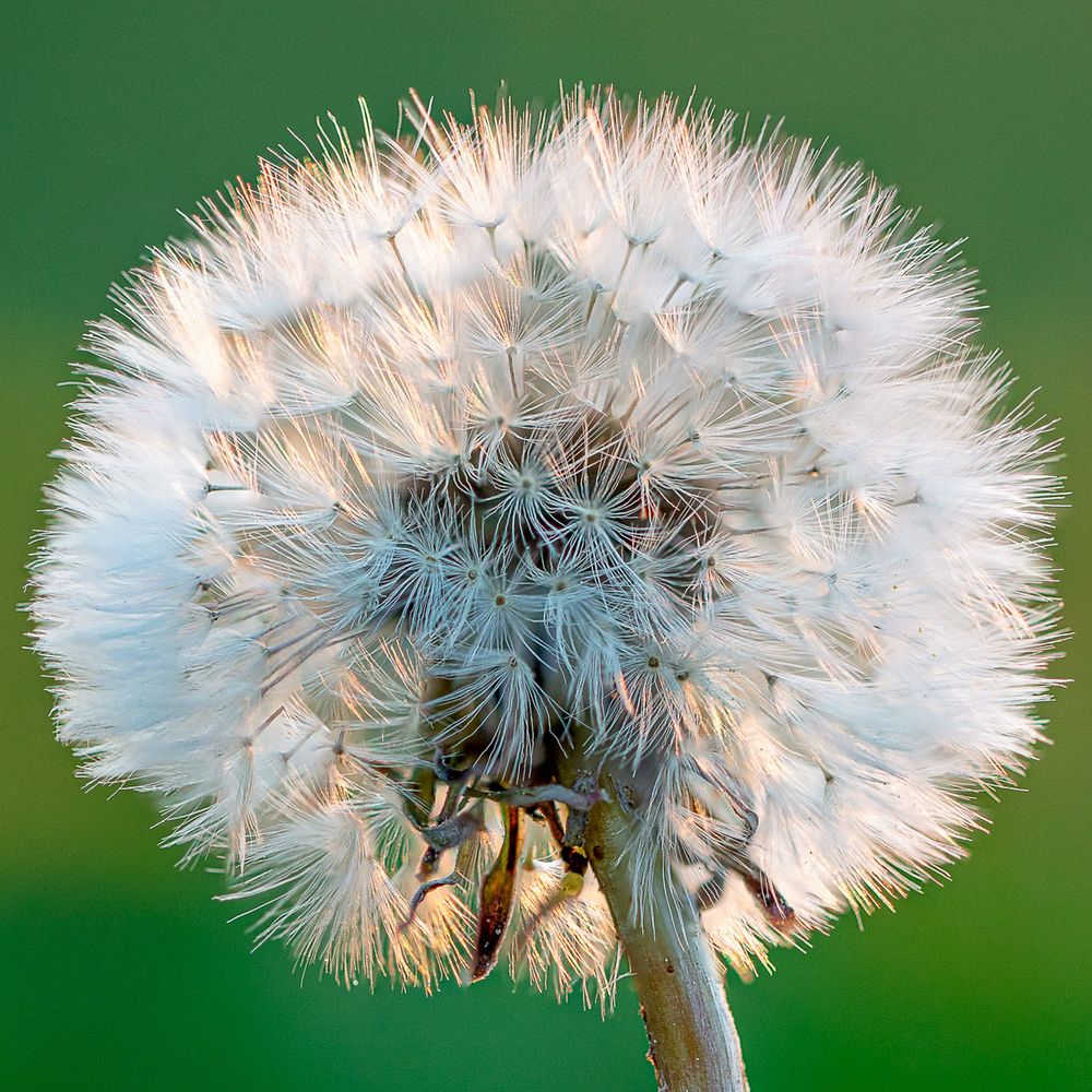 Pusteblume Foto & Bild | jahreszeiten, frühling, fotos Bilder auf ...
