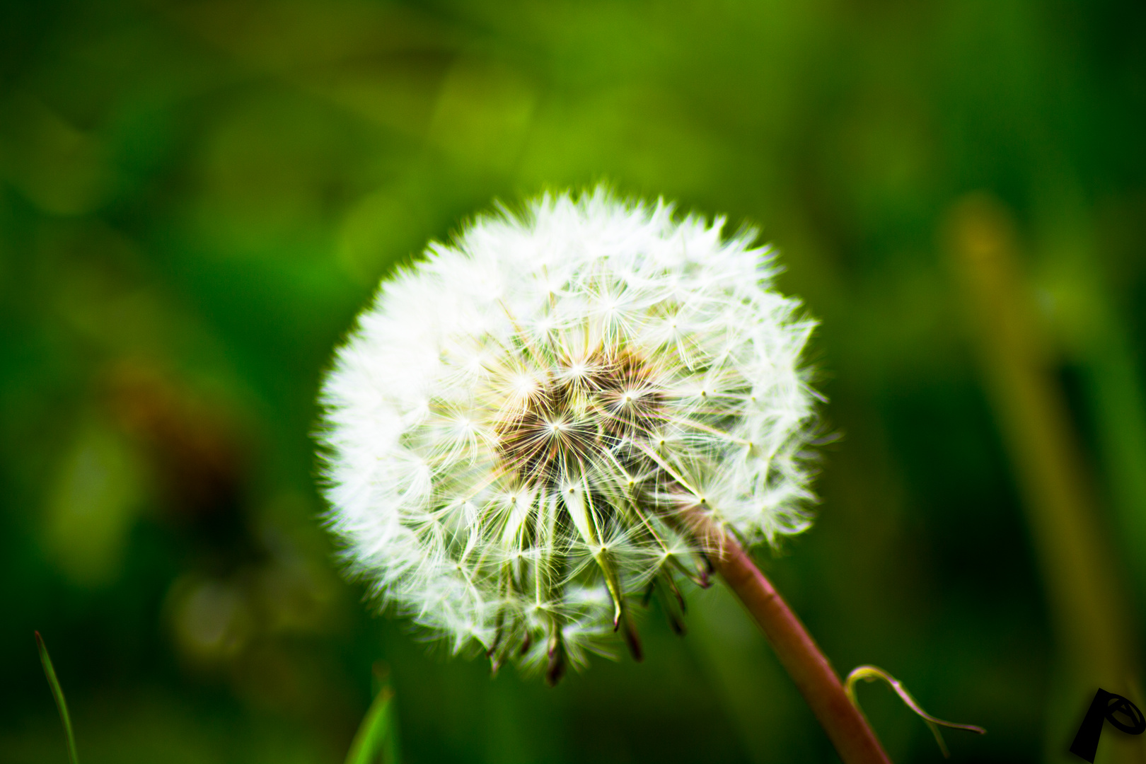 Pusteblume Foto & Bild | pflanzen, pilze & flechten, blüten ...