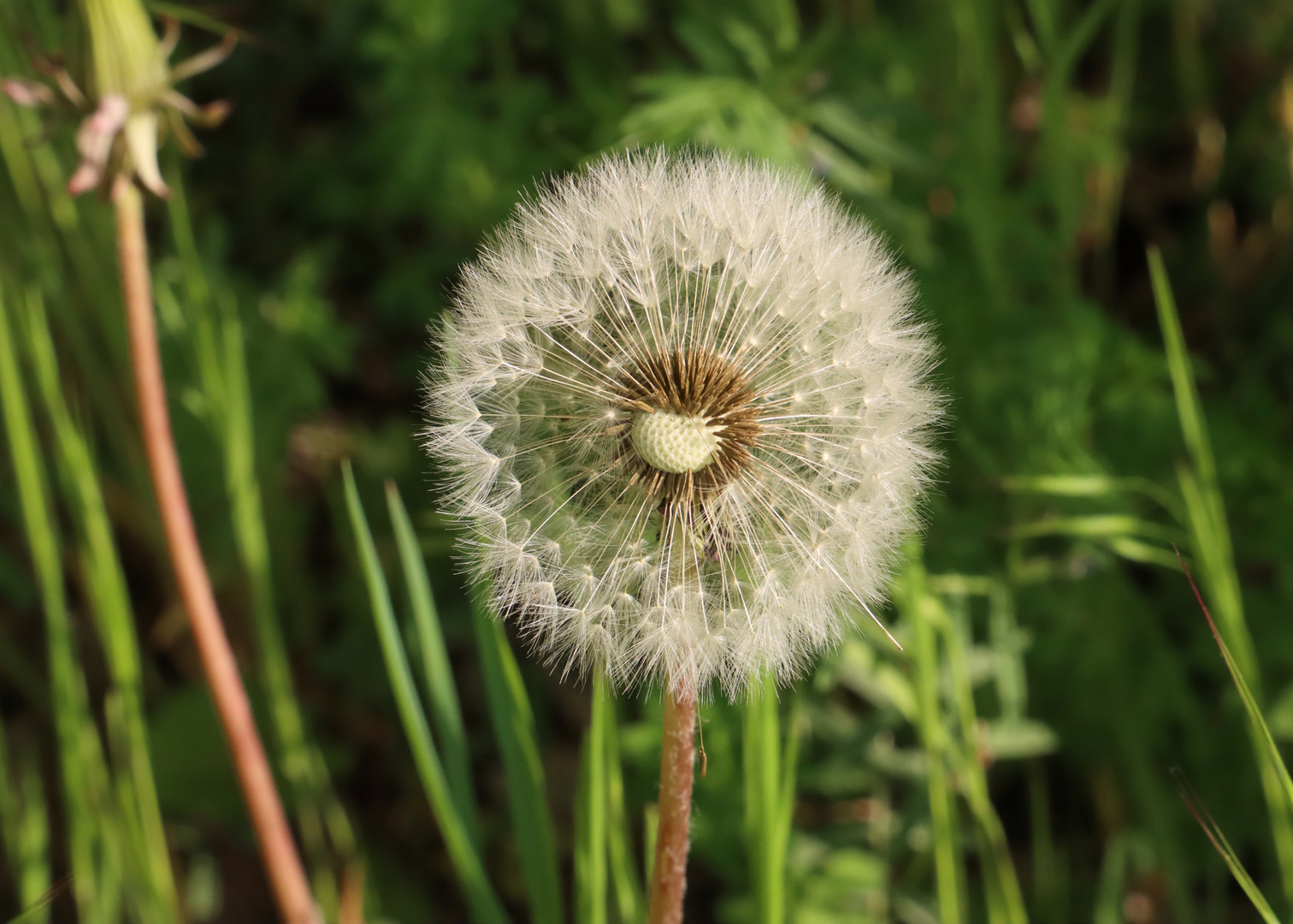 Pusteblume Foto & Bild | nah- & makro, pflanzen, pilze & flechten, blüten- & kleinpflanzen ...