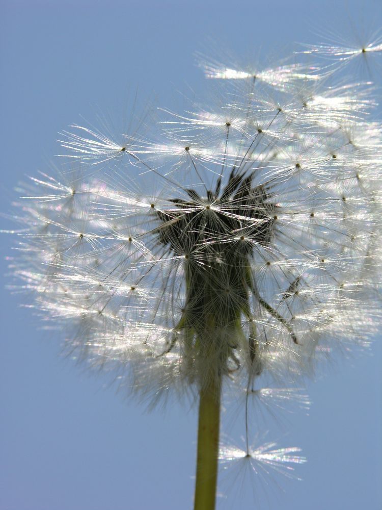 Pusteblume Foto & Bild | pflanzen, pilze & flechten, löwenzahn, natur ...