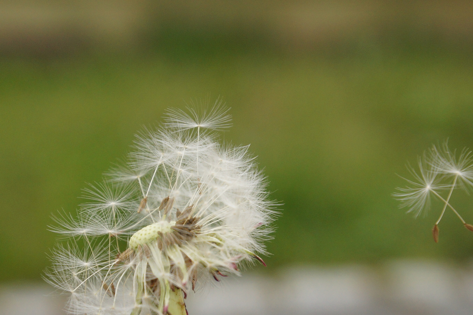Pusteblume Foto & Bild | pflanzen, pilze & flechten, blüten ...