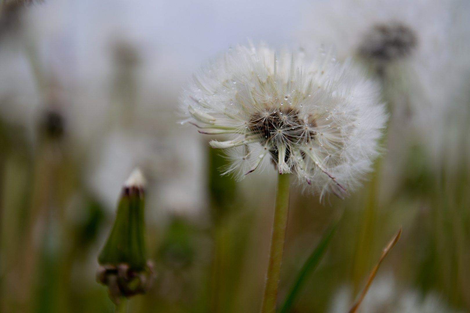 Pusteblume Foto & Bild | natur, pflanzen, blüten Bilder auf fotocommunity